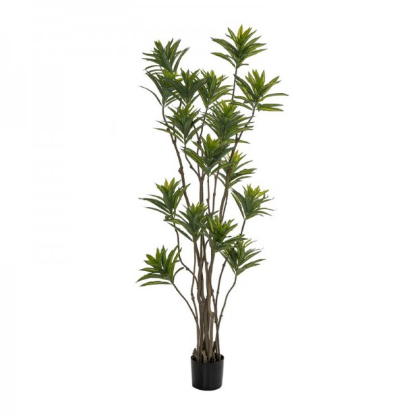 ΦΥΤΟ BAMBOO 180ΕΚ.ΣΕ ΜΑΥΡΗ ΠΛΑΣΤΙΚΗ ΓΛΑΣΤΡΑ (ΔΙΑΜΕΤΡΟΣ 65ΕΚ.) ΠΕΡΙΠΟΥ